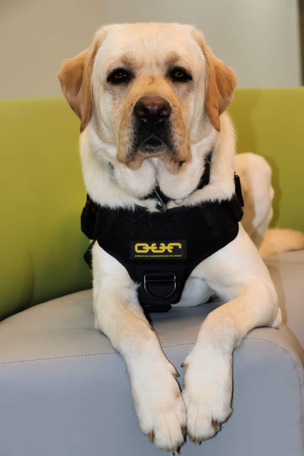 June ESD K9 Graduations | Our Rescue