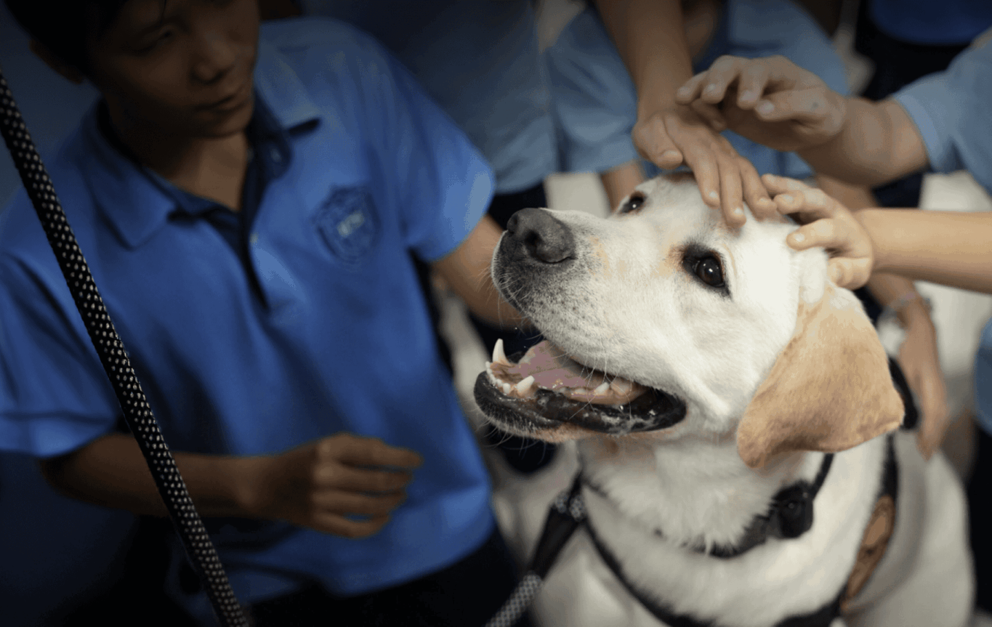 Join the Fight | How to get involved with Our Rescue